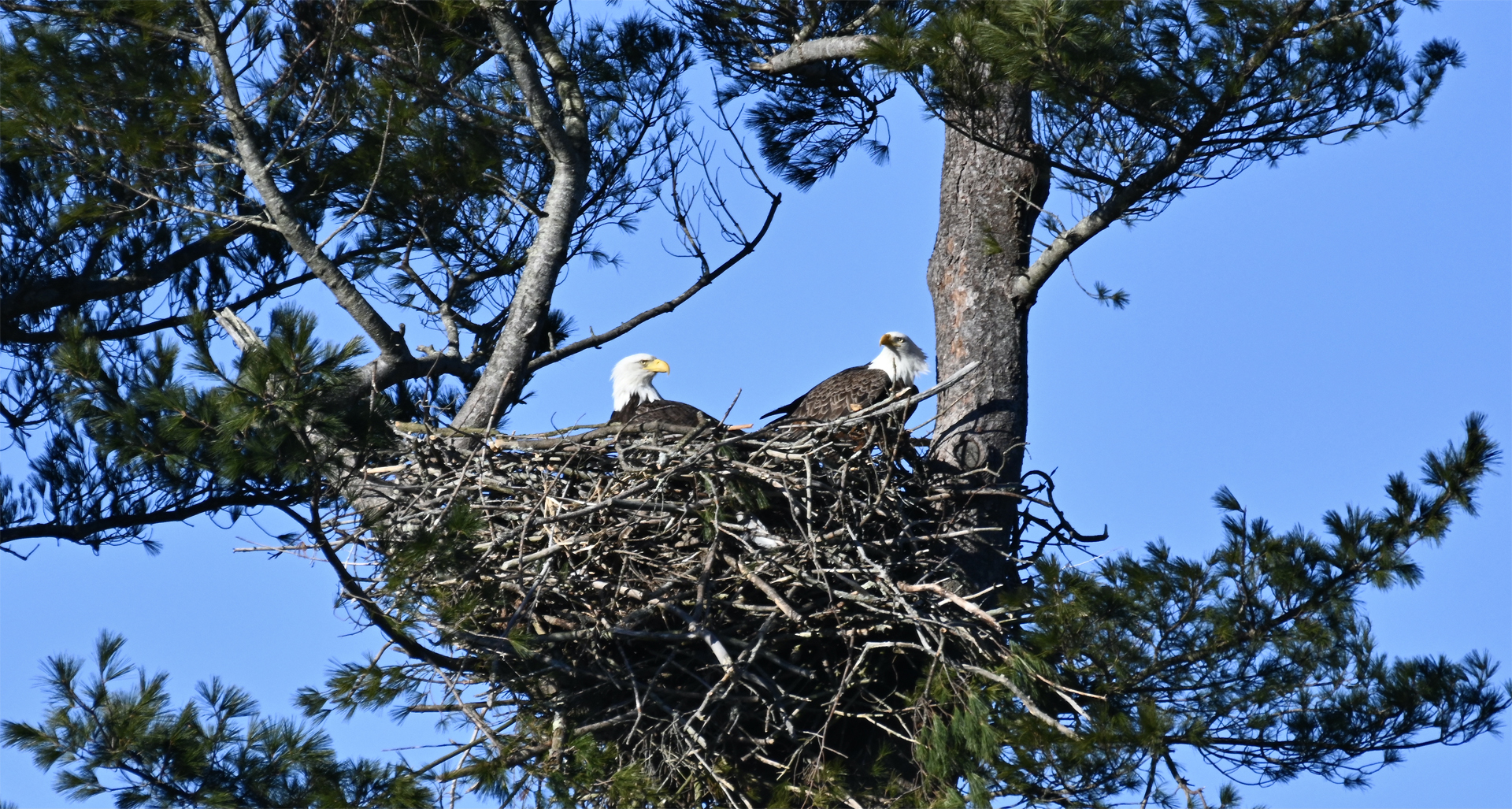 Eagles on a Bright Sunny Morning | Nonesuch Project